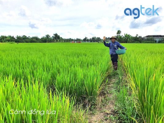 Cây Lúa: Hiểu Biết Toàn Diện Về Loài Cây Quan Trọng Nhất Việt Nam - Agtek