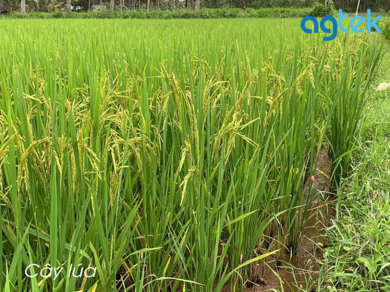 Cây Lúa: Hiểu Biết Toàn Diện Về Loài Cây Quan Trọng Nhất Việt Nam - Agtek