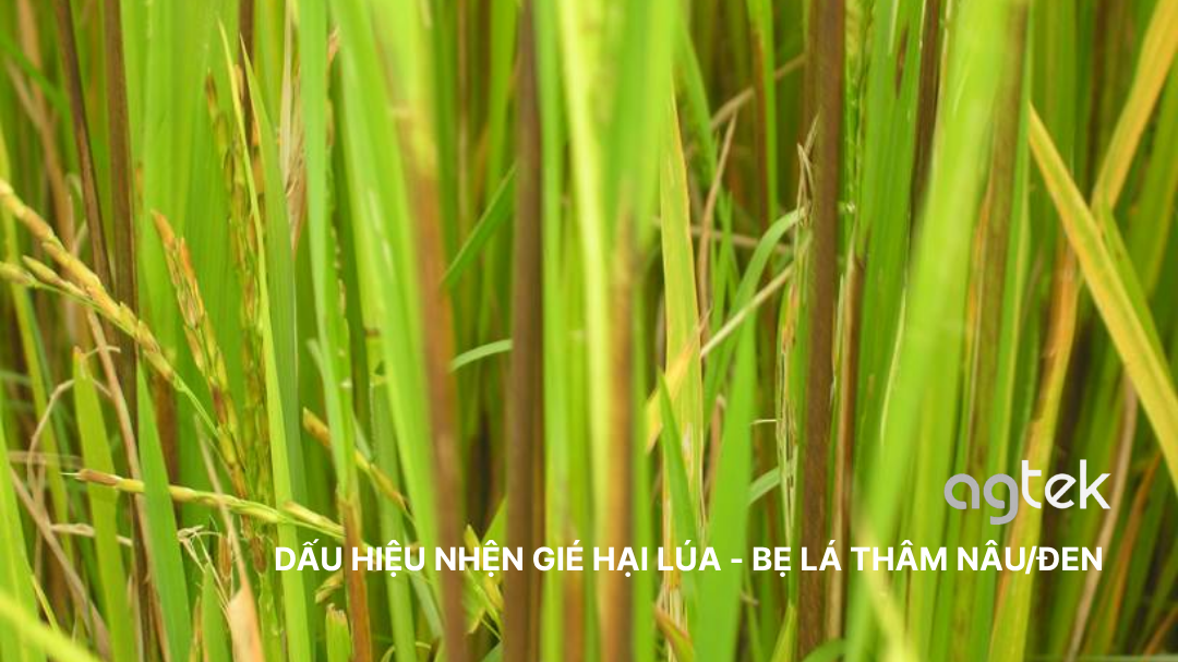 Nhện gié hại lúa - Dấu hiệu và cách phòng trừ hiệu quả - Agtek