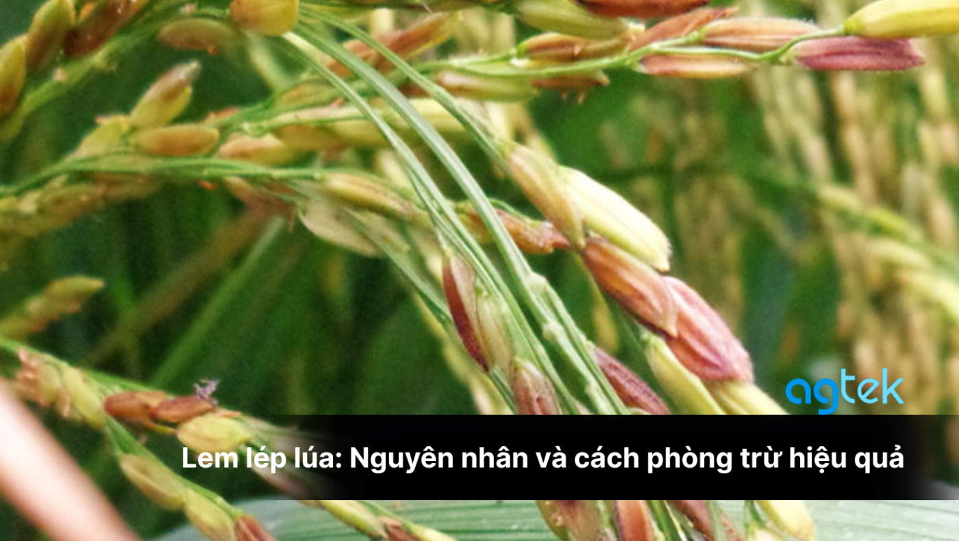 Lem lép lúa: Nguyên nhân và cách phòng trừ hiệu quả - Agtek