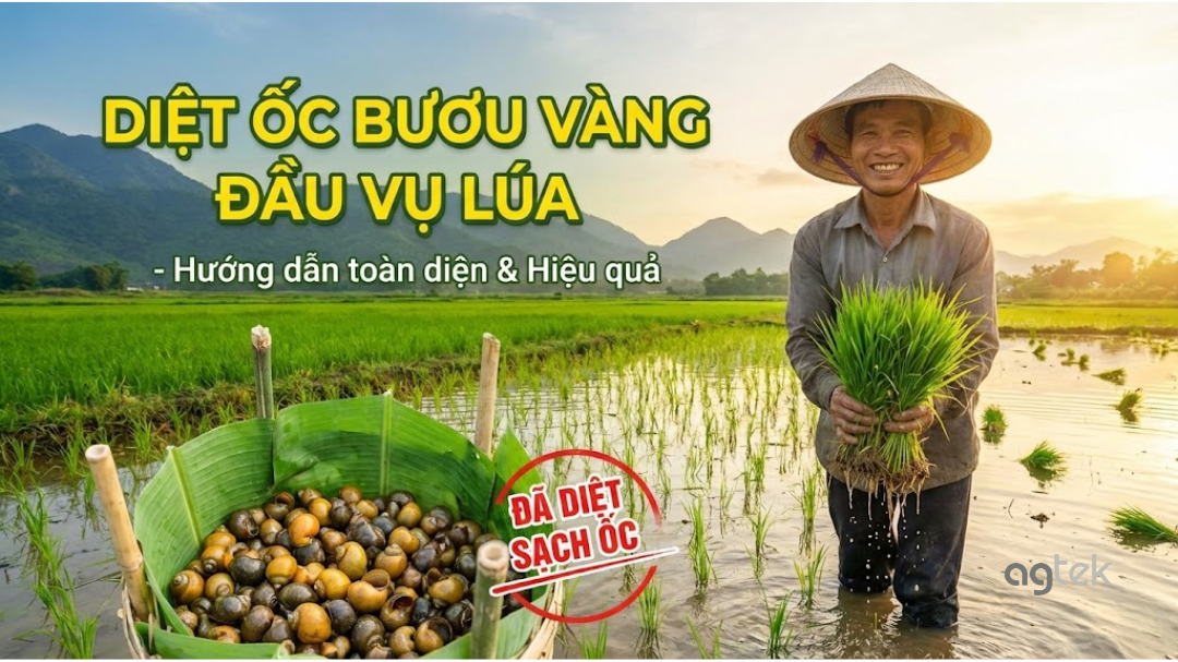 Diệt ốc bươu vàng đầu vụ lúa - Agtek